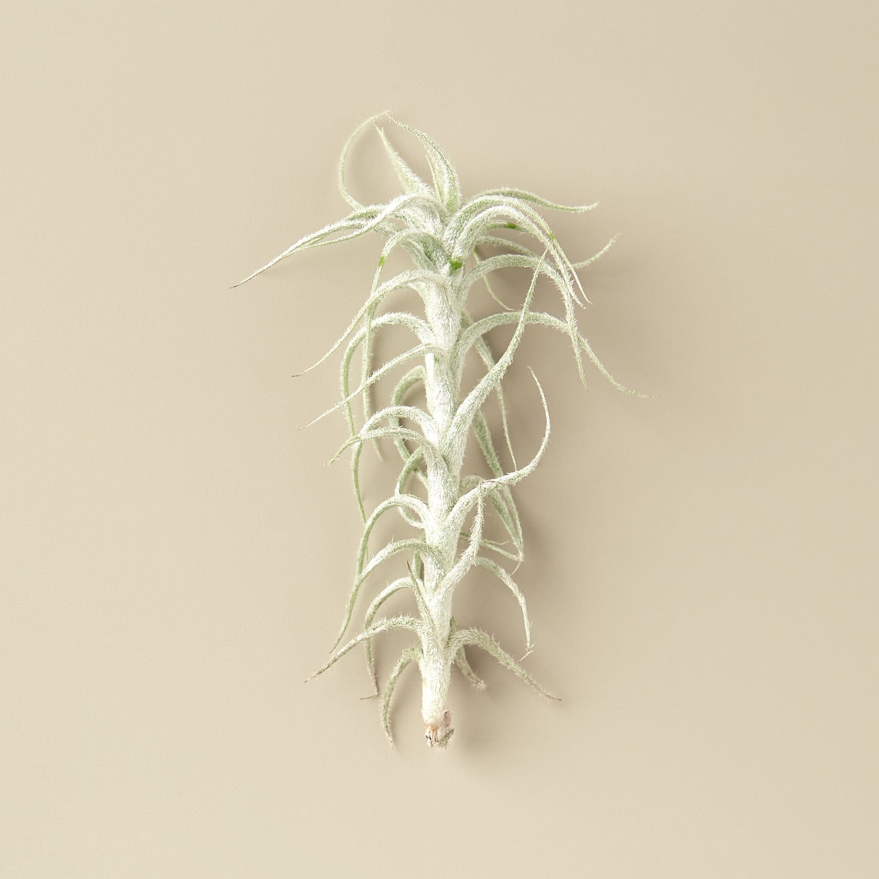 Tillandsia Stellifera Air Plants – 2 Inch – Green Thumb Nursery