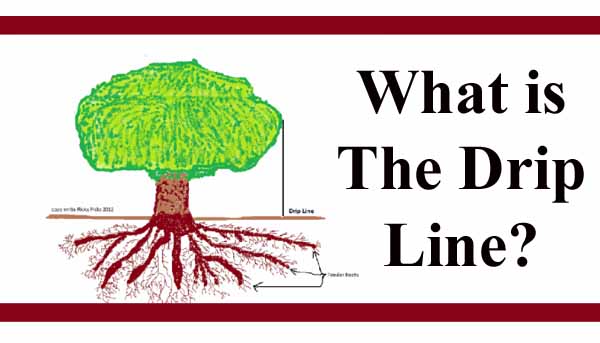 What is The Drip Line? - Green Thumb Nursery