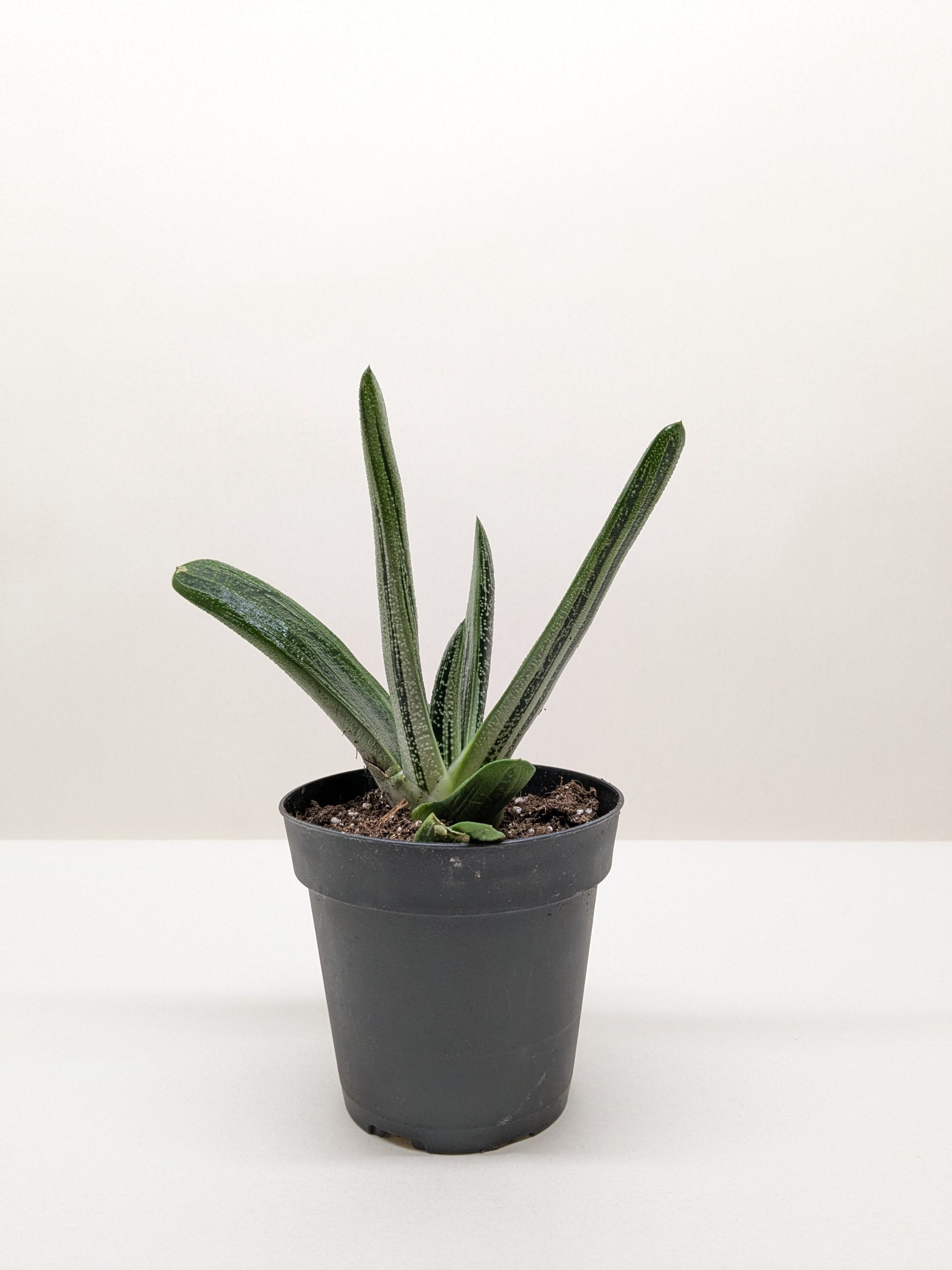 Succulent Gasteria Little Warty – Green Thumb Nursery