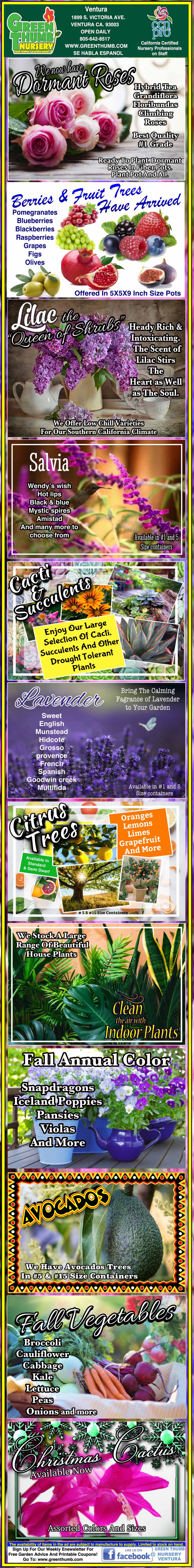 1-08-2026 Ad for Ventura – Green Thumb Nursery
